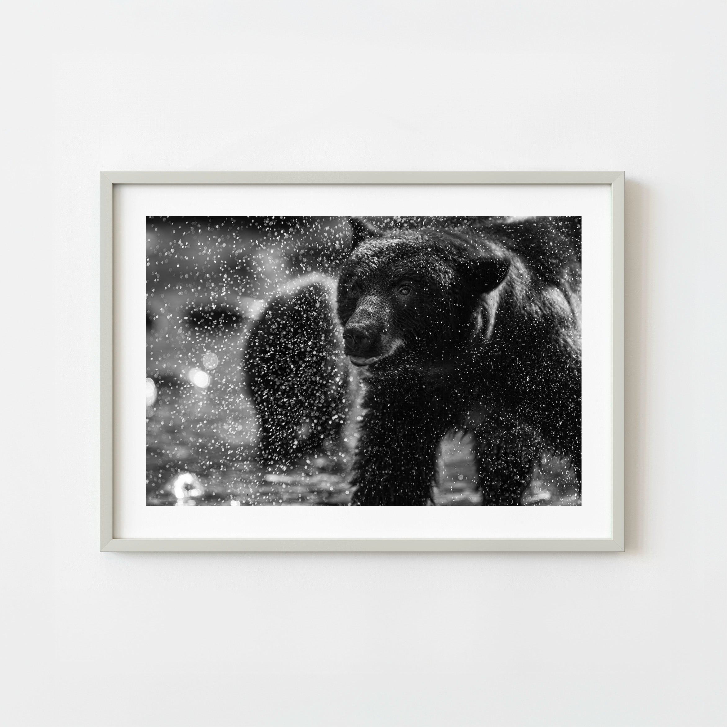 Black Bear In British Columbia Black And White Wall Art – Dan Kosmayer ...