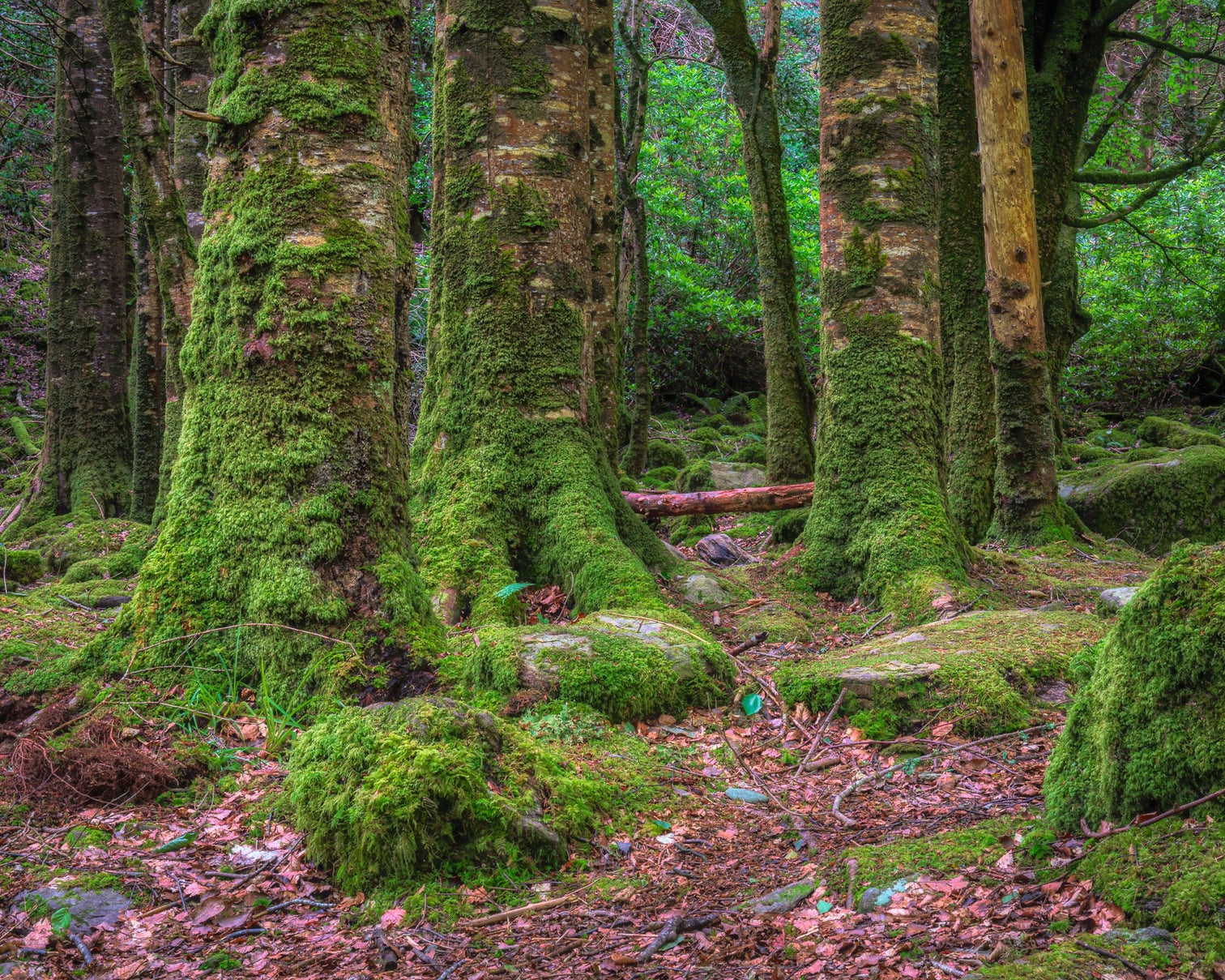 Killarney National Park Forest Trees Moss Wall Art – Dan Kosmayer Fine ...